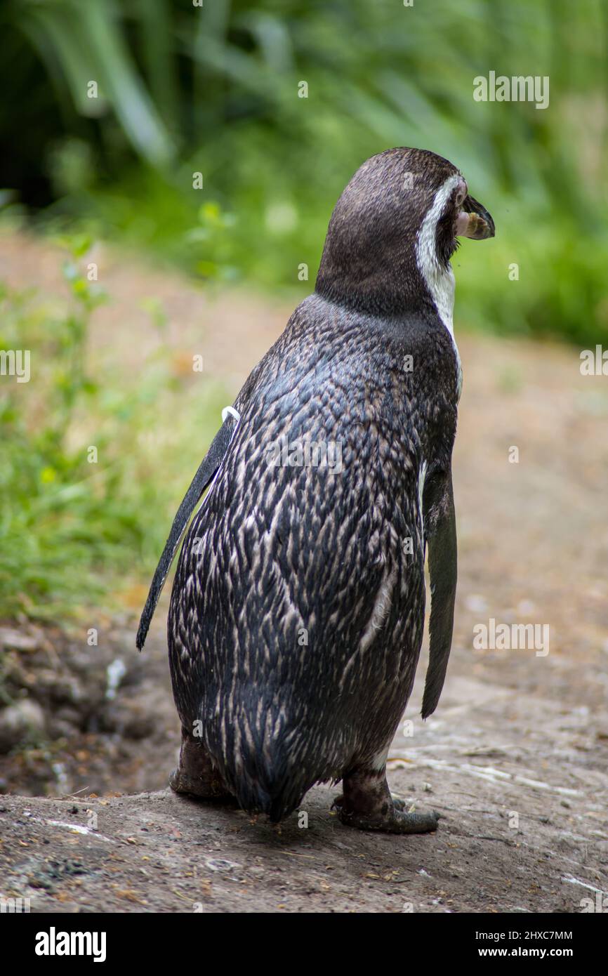 African penguin in an enclosure in a zoo Stock Photo - Alamy