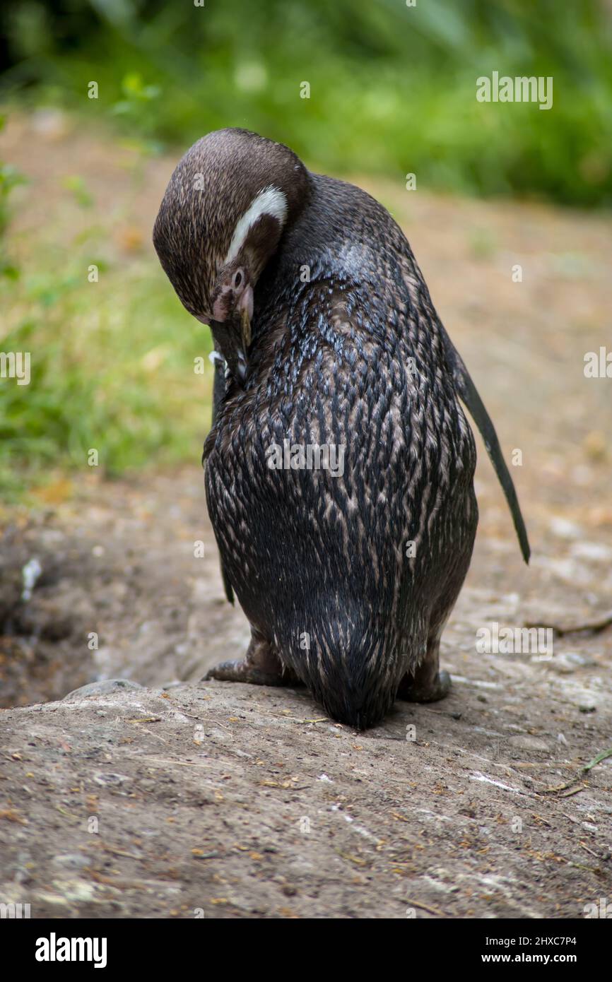 African penguin in an enclosure in a zoo Stock Photo - Alamy