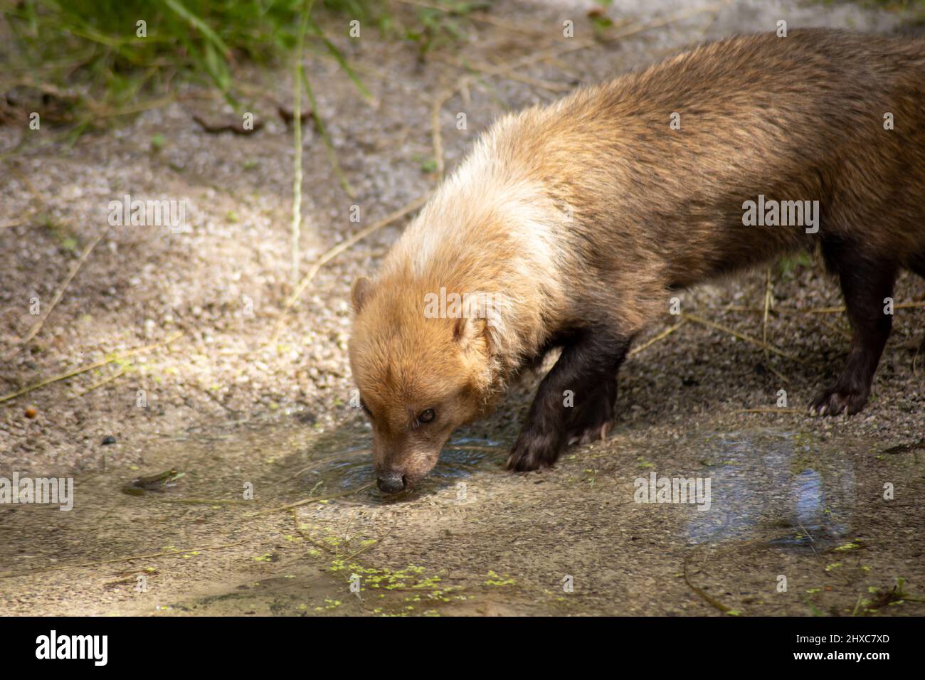 close-up bush dog in its enclosure Stock Photo - Alamy