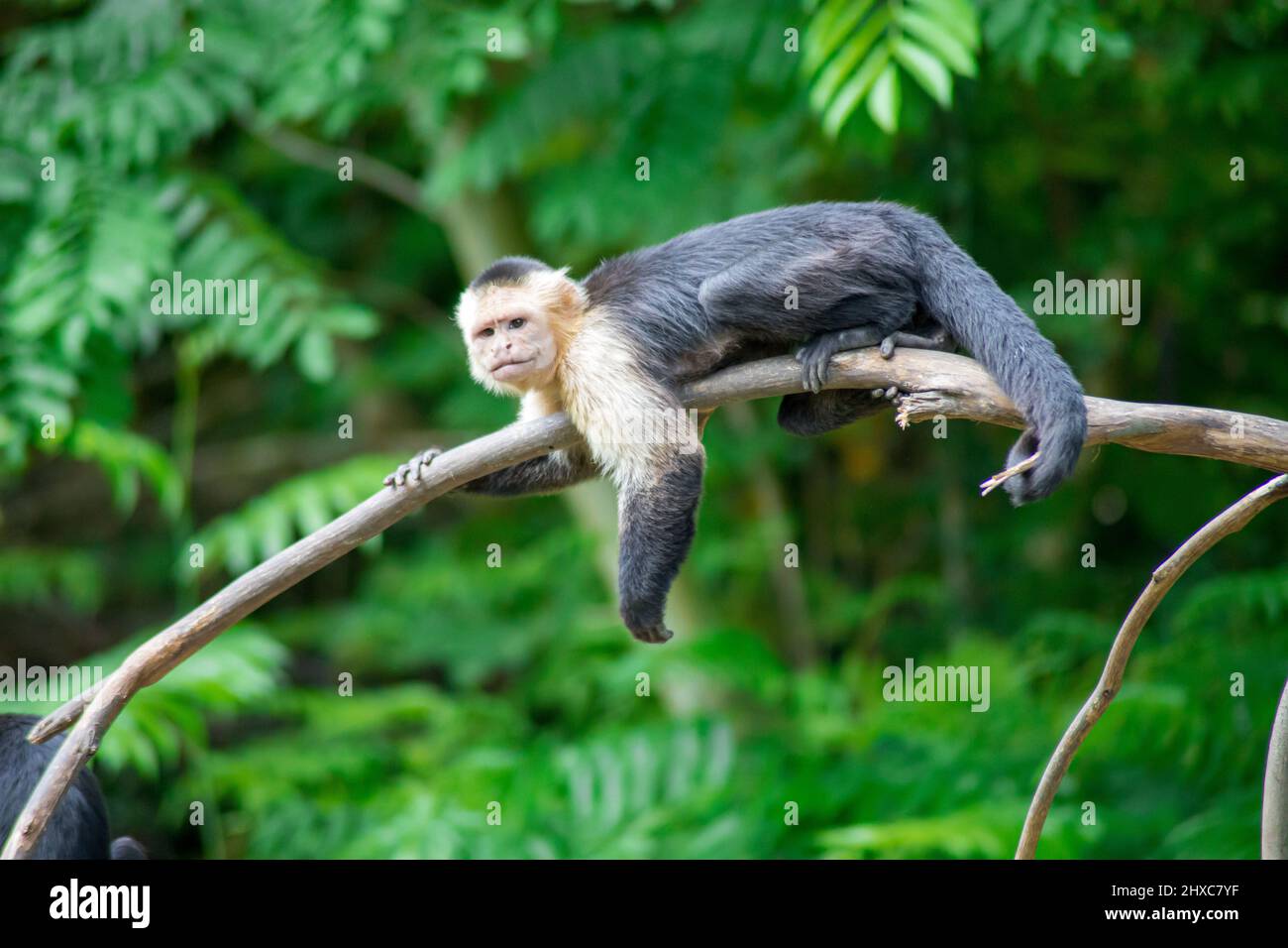white-faced capuchin on a tree branch Stock Photo - Alamy