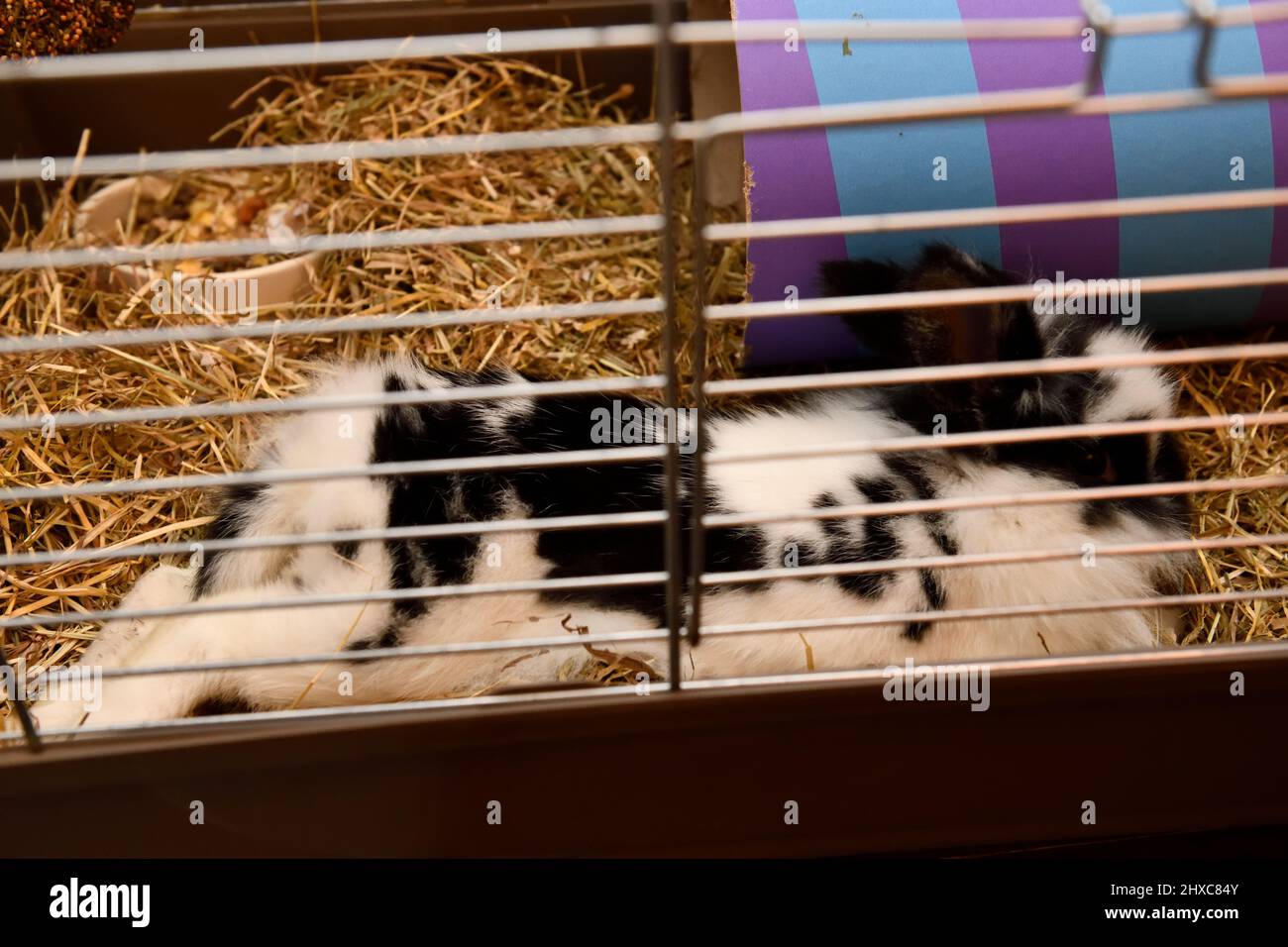 Lionhead Rabbit laid in Wire Cage Indoors Hook Norton Oxfordshire ...