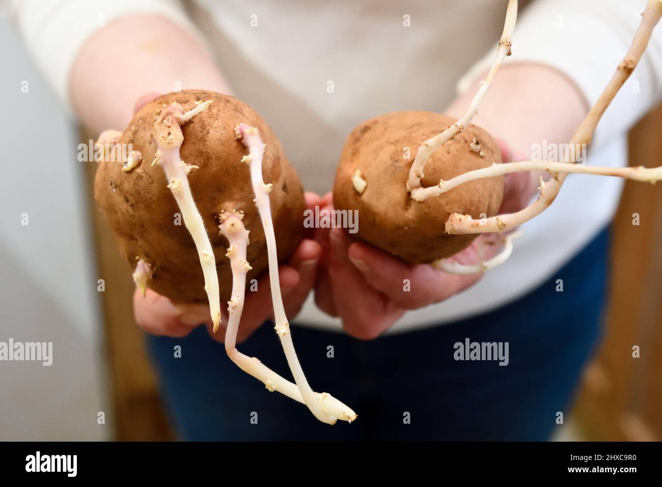 Old Potatoes (Capsicum annuum) Sprouting Hook Norton Oxfordshire ...