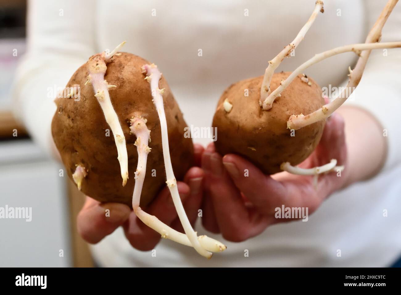Old Potatoes (Capsicum annuum) Sprouting Hook Norton Oxfordshire ...