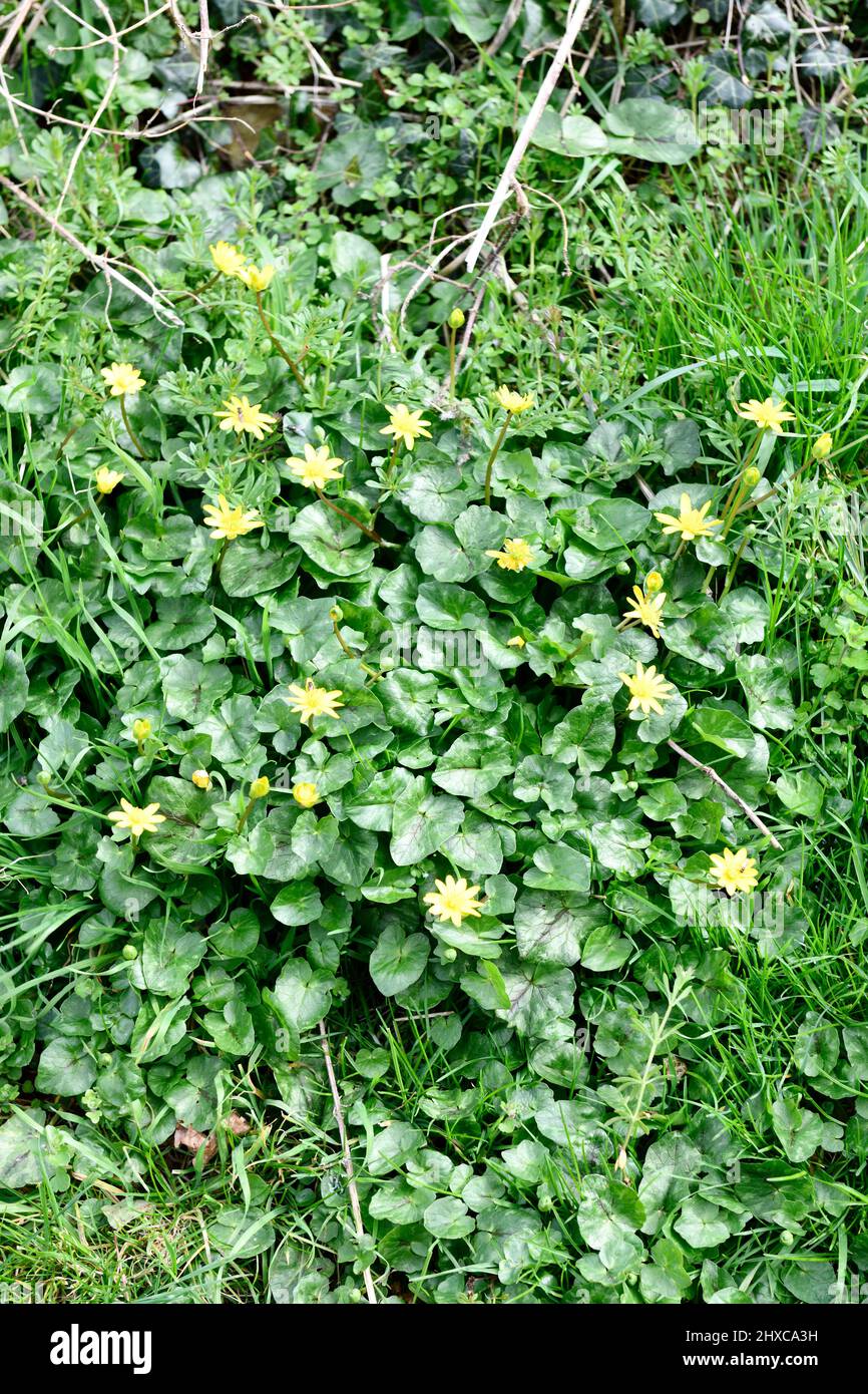 Yellow Wild Daisy Like Flowers Blooming in the Spring Hook Norton ...