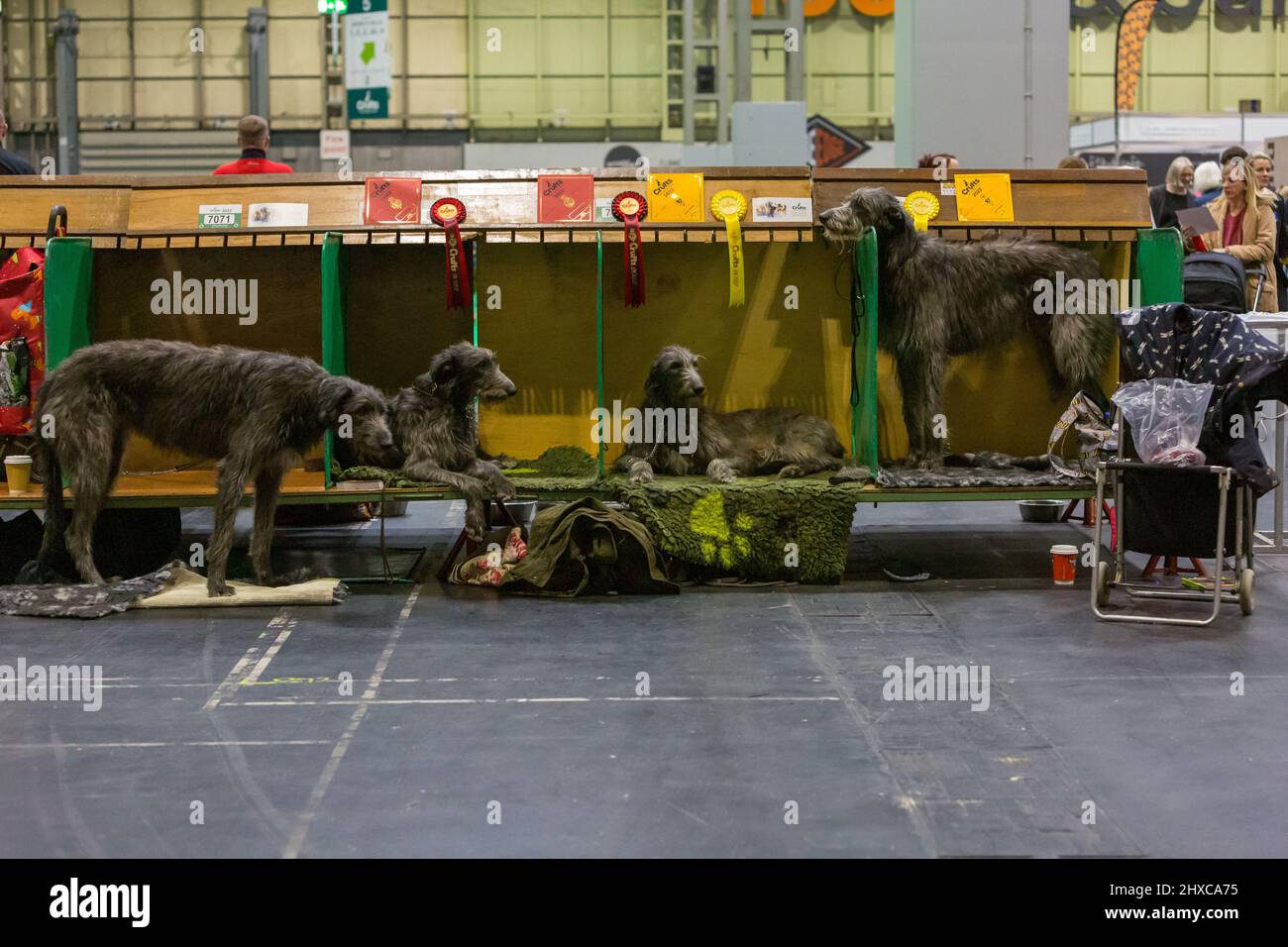 Birmingham, 11 March 2022. A family of four Irish Wolfhounds relax ...