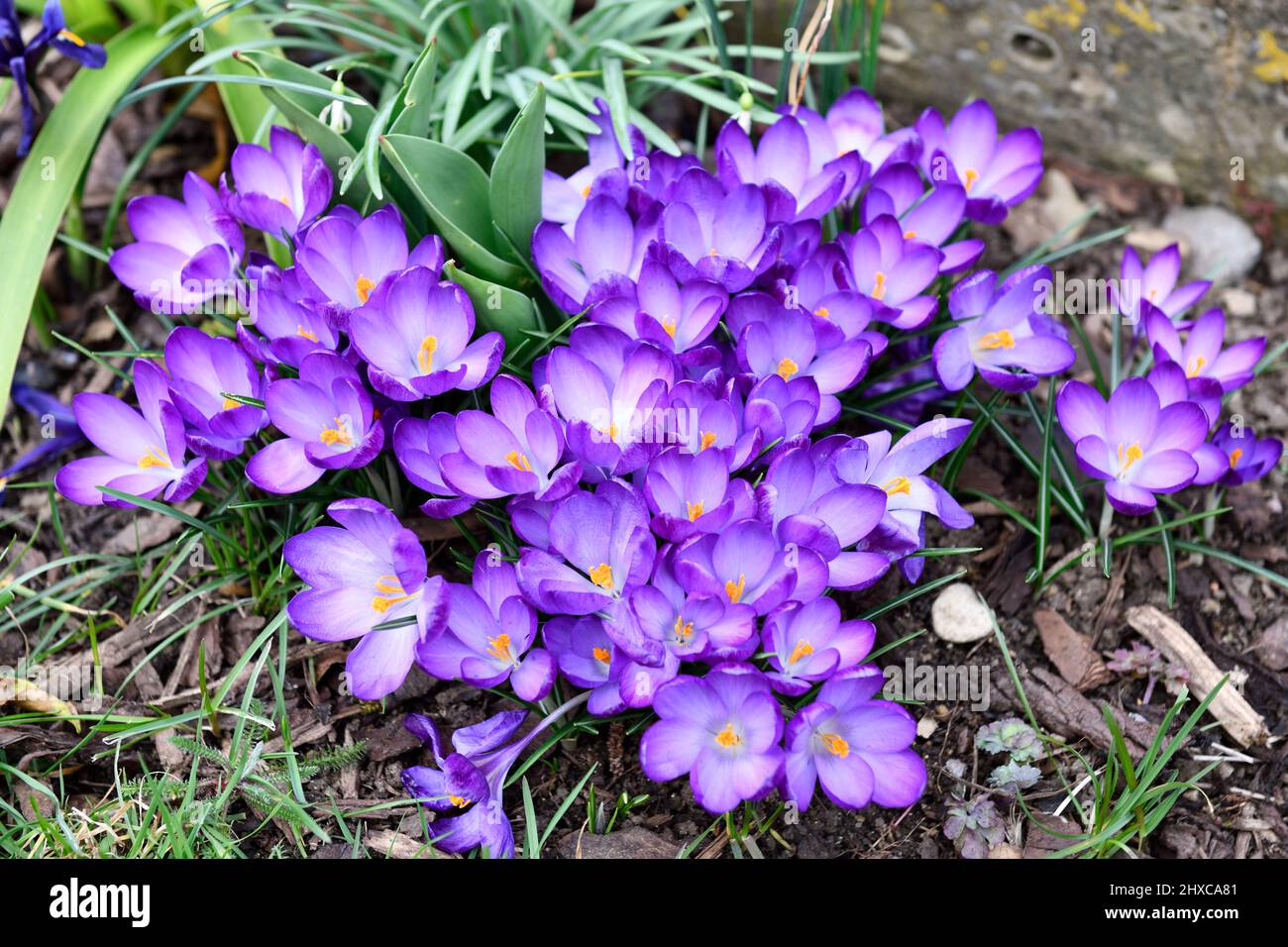 Poisonous hi res hi-res stock photography and images - Alamy