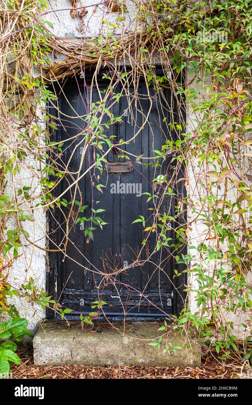 OLd black cottage door made inaccessible by overgrown shrub foliage ...