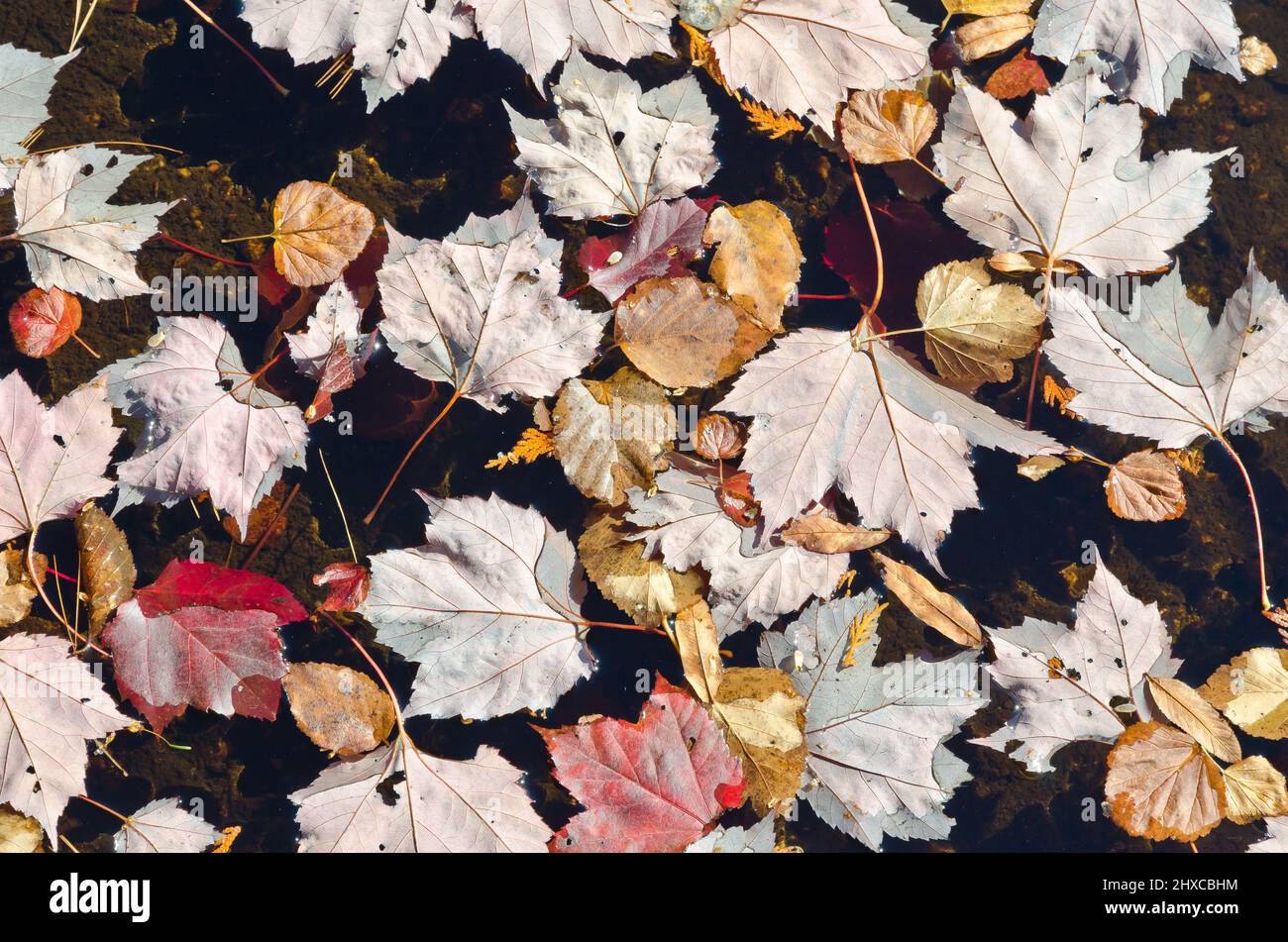 Mapel leaves hi-res stock photography and images - Alamy