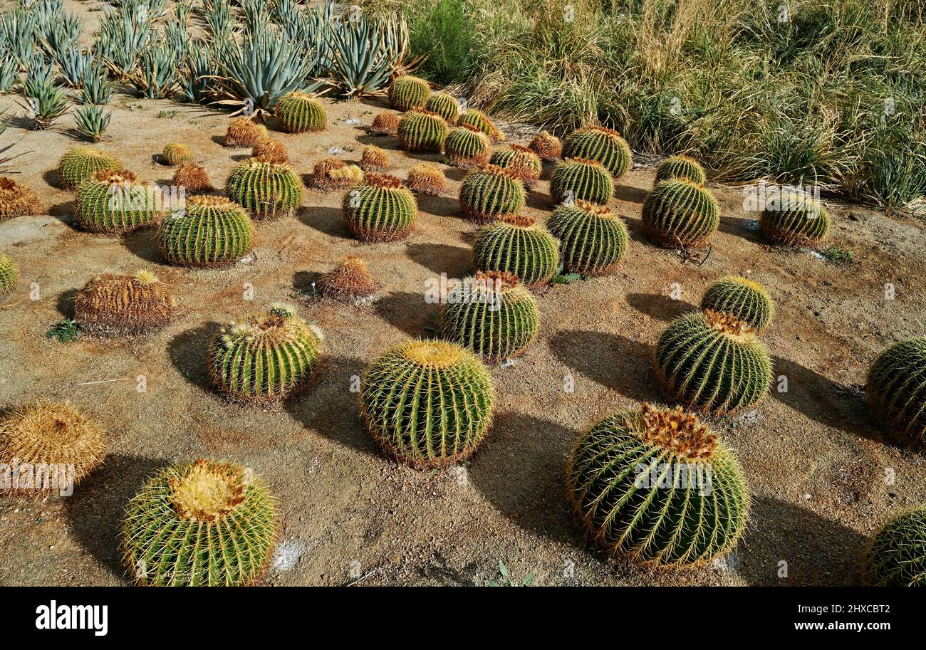 Sunnylands estate. Sunnylands emerged onto the world stage when the ...