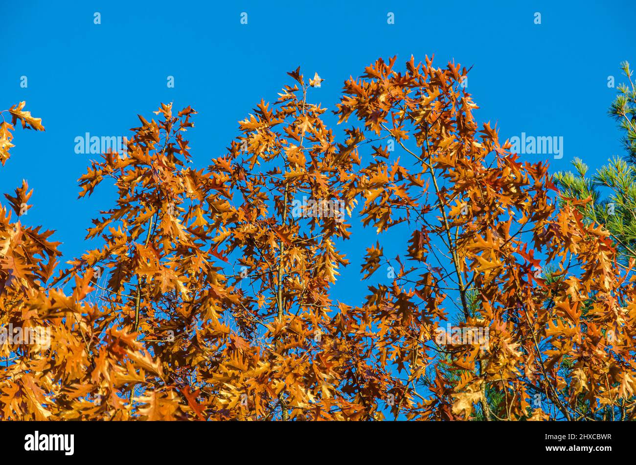 Fall colorful trees in Killarney park . Ontario, Canada Stock Photo - Alamy