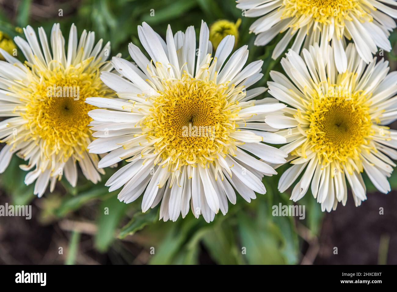 Shasta Daisy flowers. Leucanthemum x superbum Real Glory Stock Photo ...