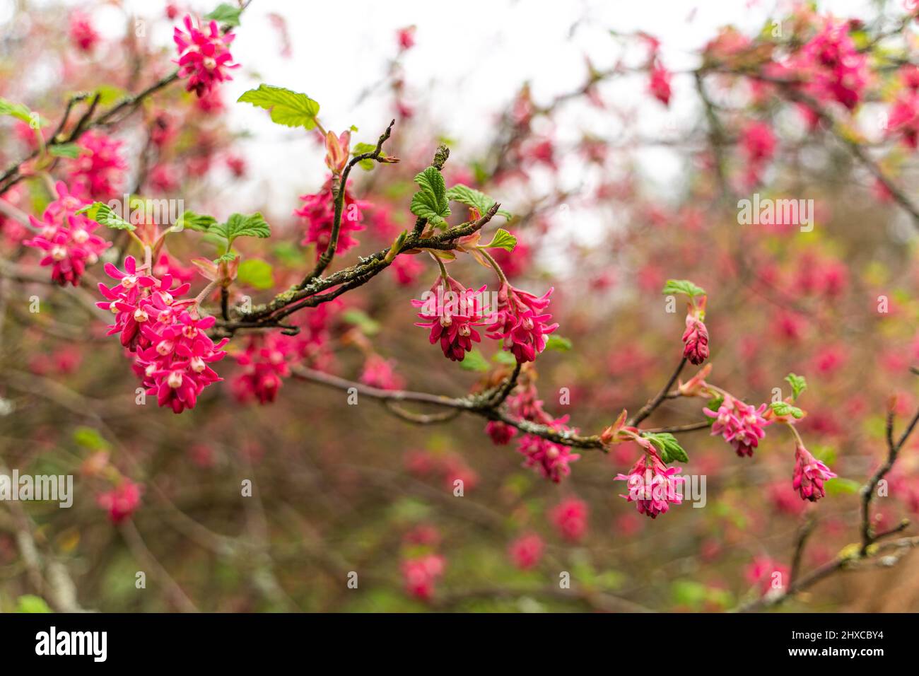 Red Flowering Currant (Ribes sanguineum) blossoming in a garden in the ...