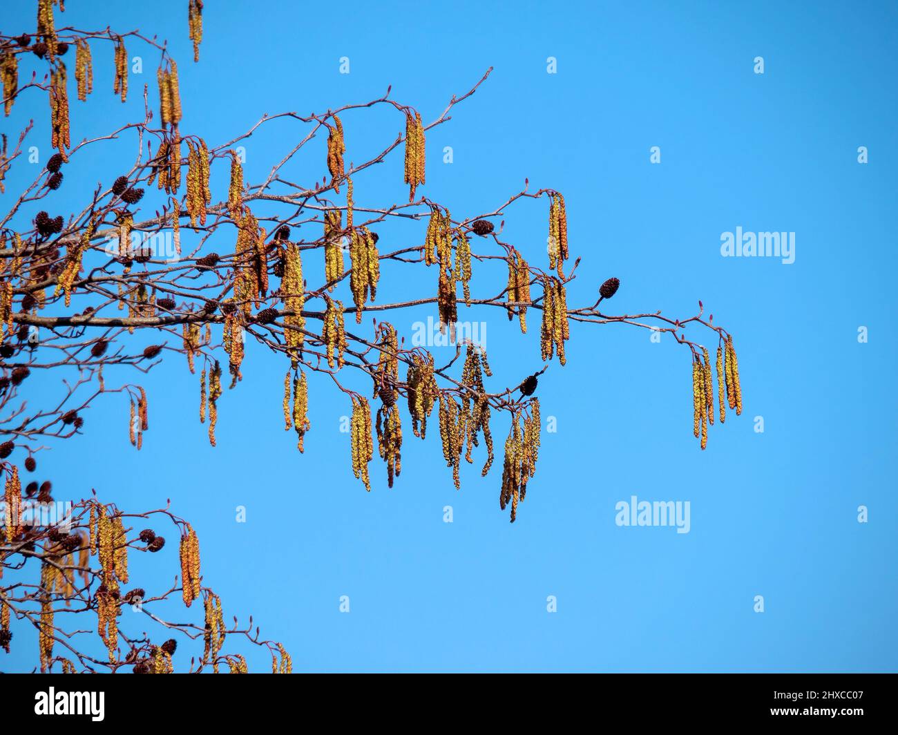 Hazel tree hi-res stock photography and images - Alamy