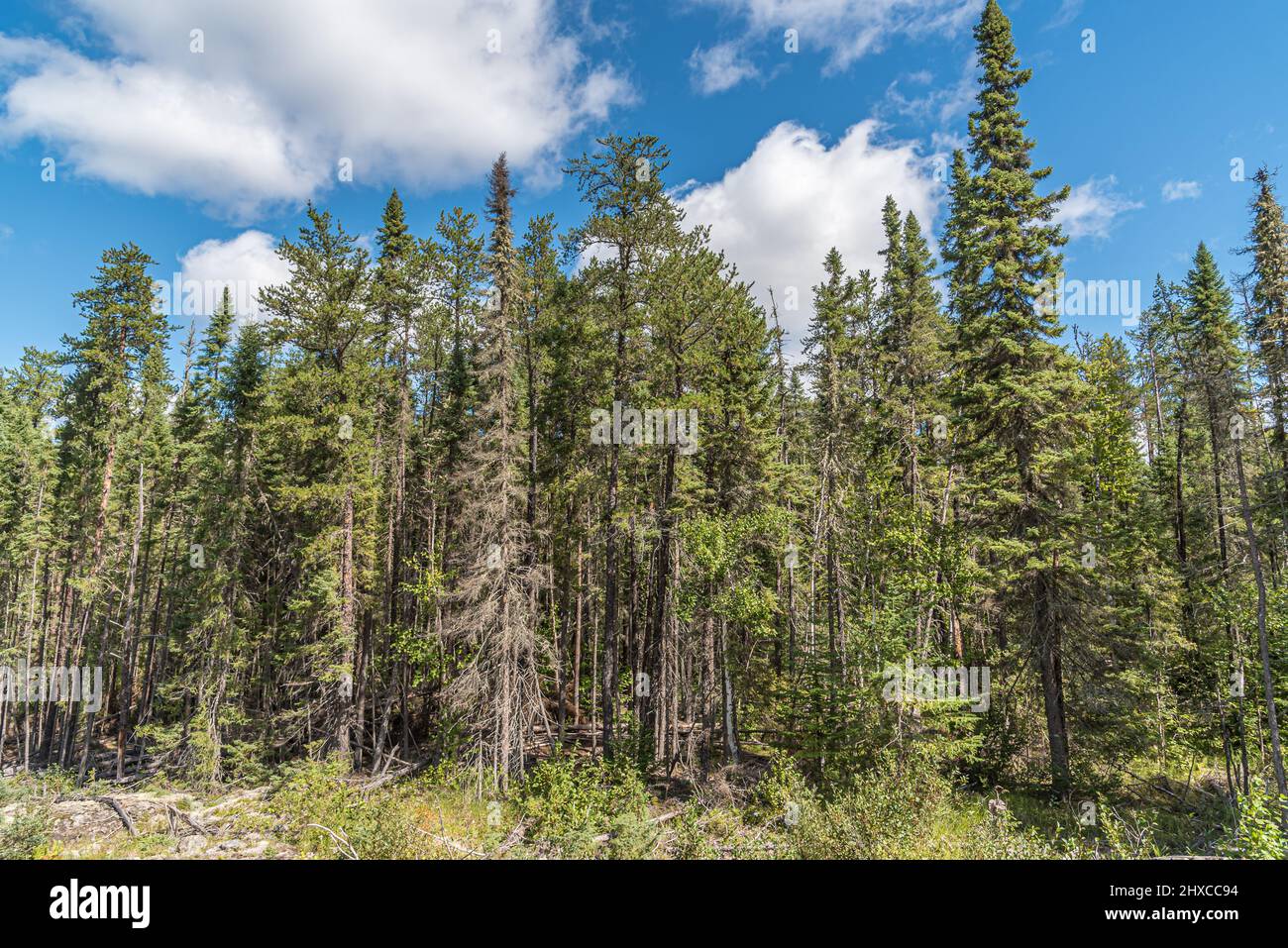 Landscape with forest in North Ontario. Canada Stock Photo - Alamy