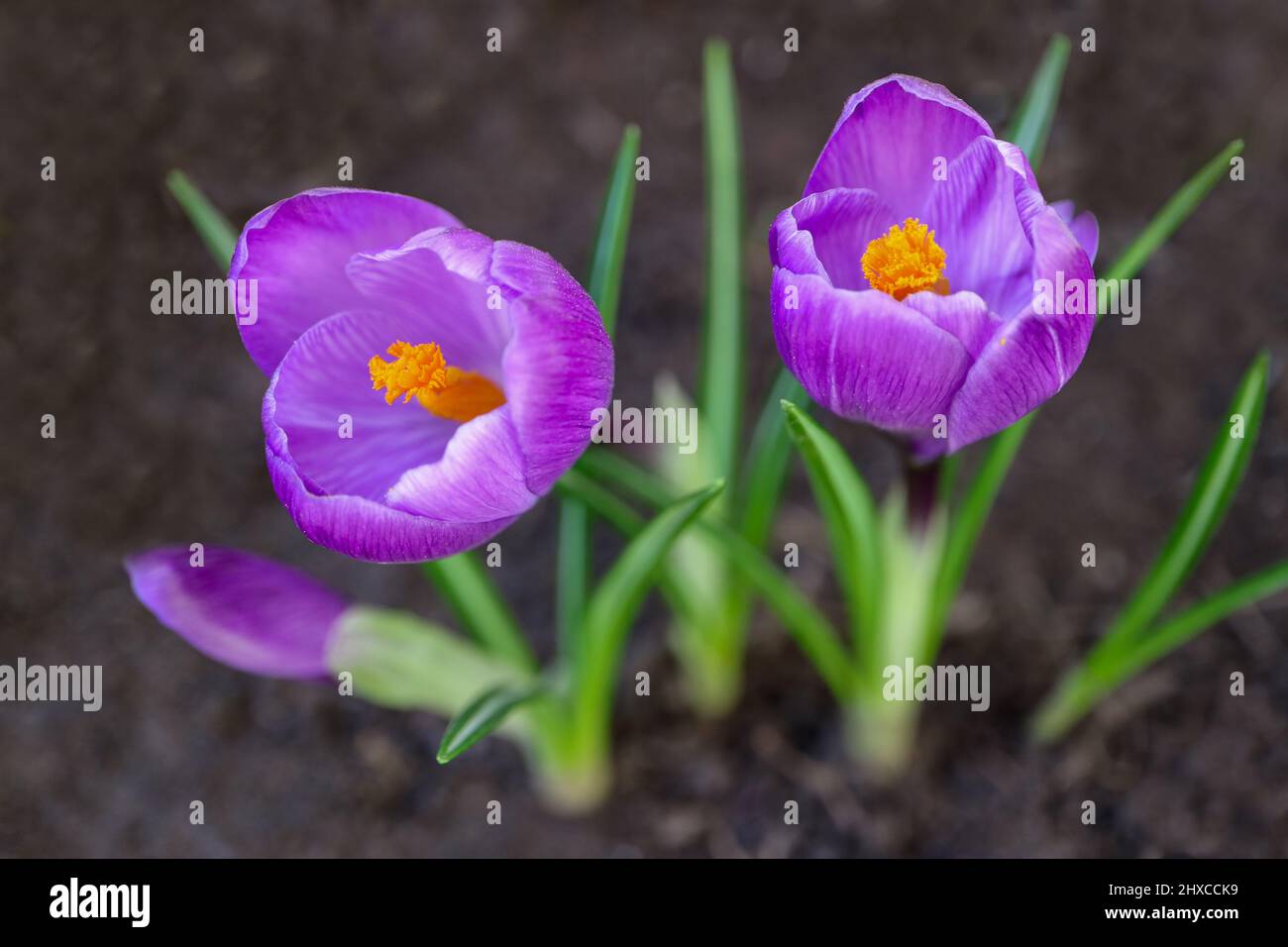 Purple Crocuses with delicate petals , yellow stamens and bud, blooming ...