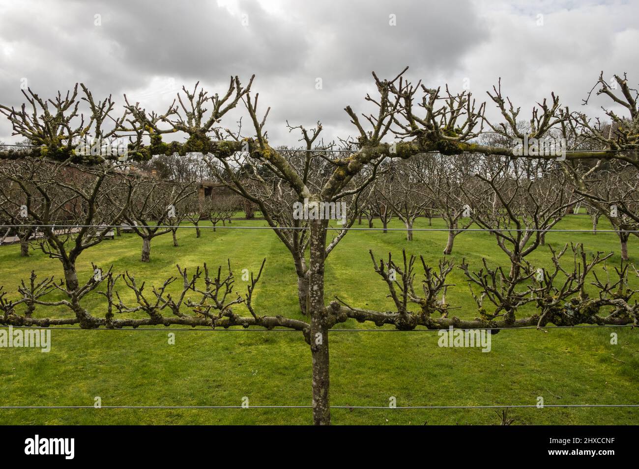 Fruit tree grown along wires in an orchard Stock Photo - Alamy