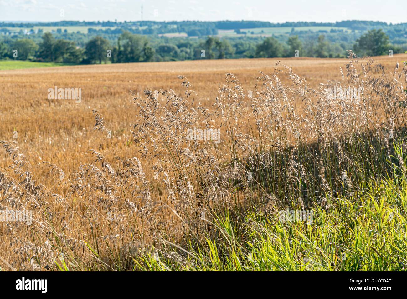 Yellow farm field at fall under blue sky with white clouds in Ontario ...