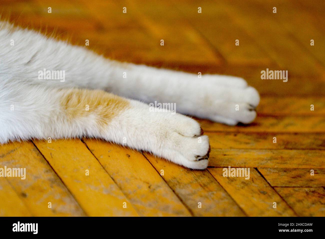 Feline domestic cat kitten paws Stock Photo - Alamy