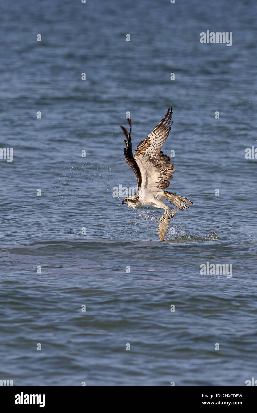 Florida raptor hi-res stock photography and images - Alamy