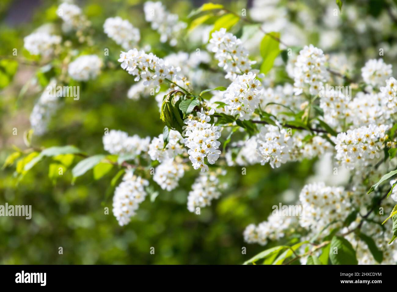 A bird-cherry tree in bloom. Prunus padus, known as bird cherry ...