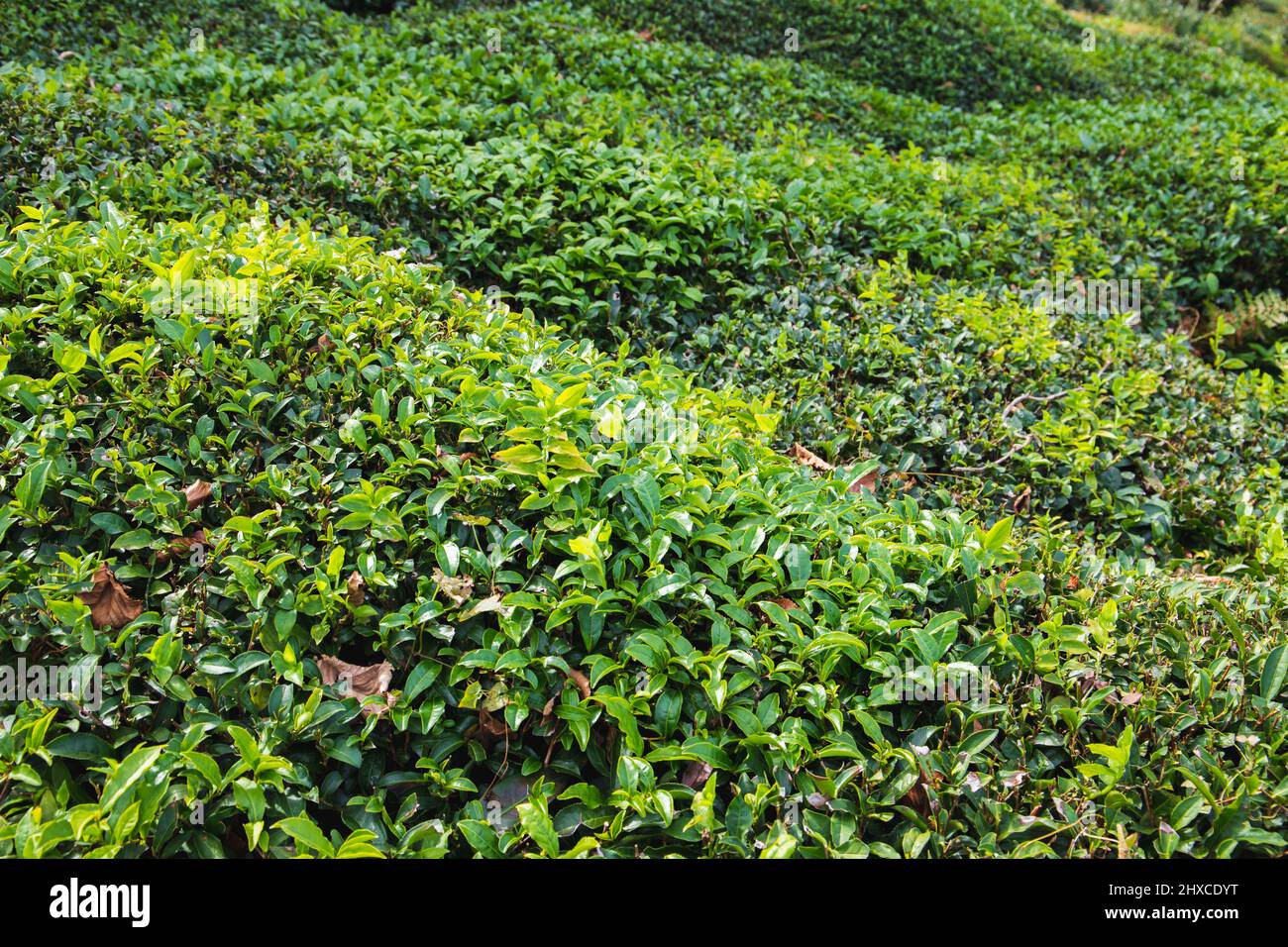 Tea bushes with green leaves, natural outdoor photo taken at Asian tea ...