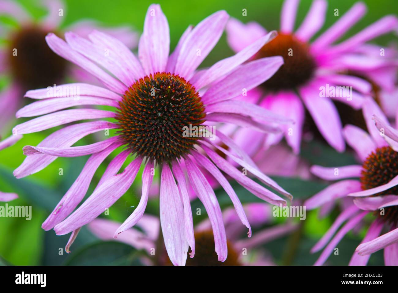 Macro photo of Echinacea purpurea also known as the eastern purple ...