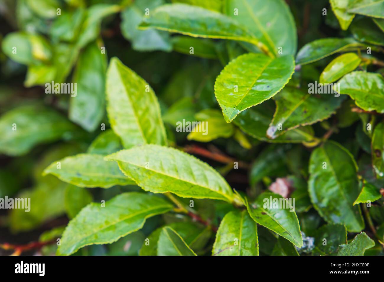 Tea leaves, close up outdoor photo taken at Asian tea plantation Stock ...
