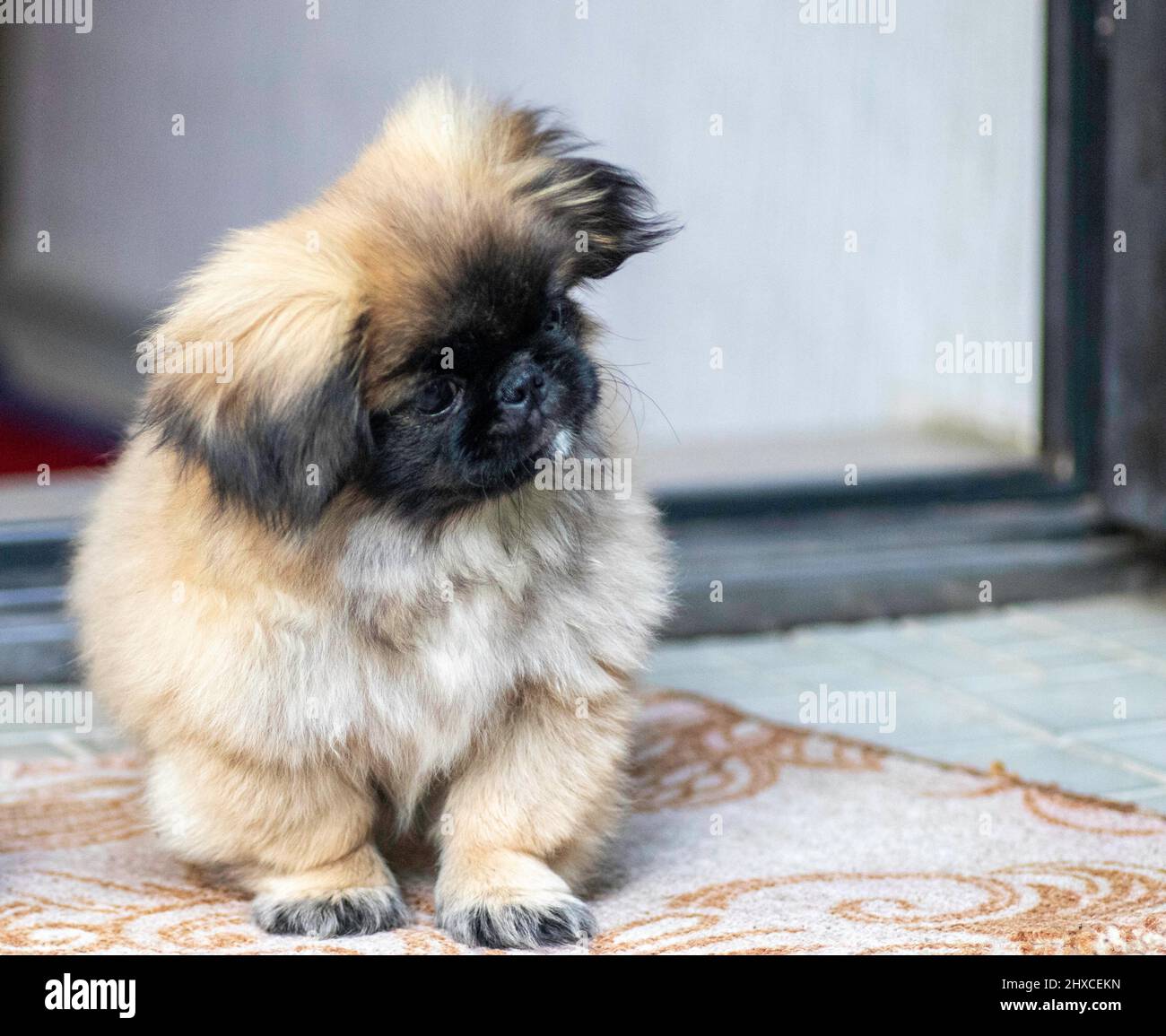 fluffy little pekingese posing outdoors, puppy fluffy Stock Photo - Alamy