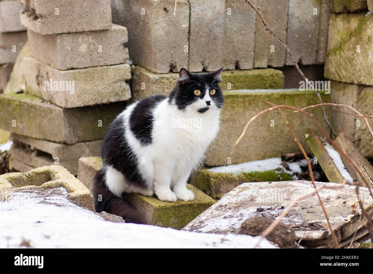 black and white fluffy cat sits on stones in winter Stock Photo - Alamy