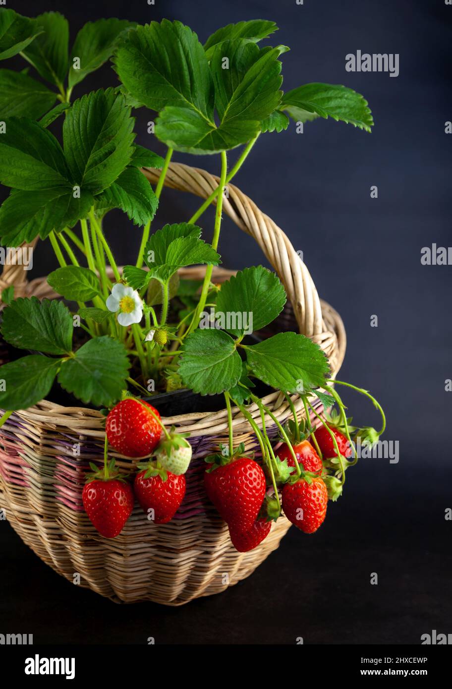 Grow strawberries at home in a basket. A bush of strawberries with ...