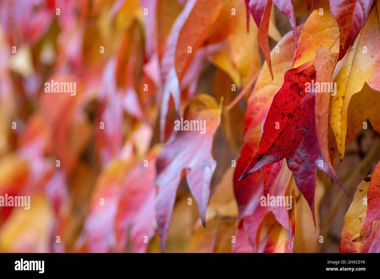 gloomy background of withered leaves in autumn Stock Photo - Alamy