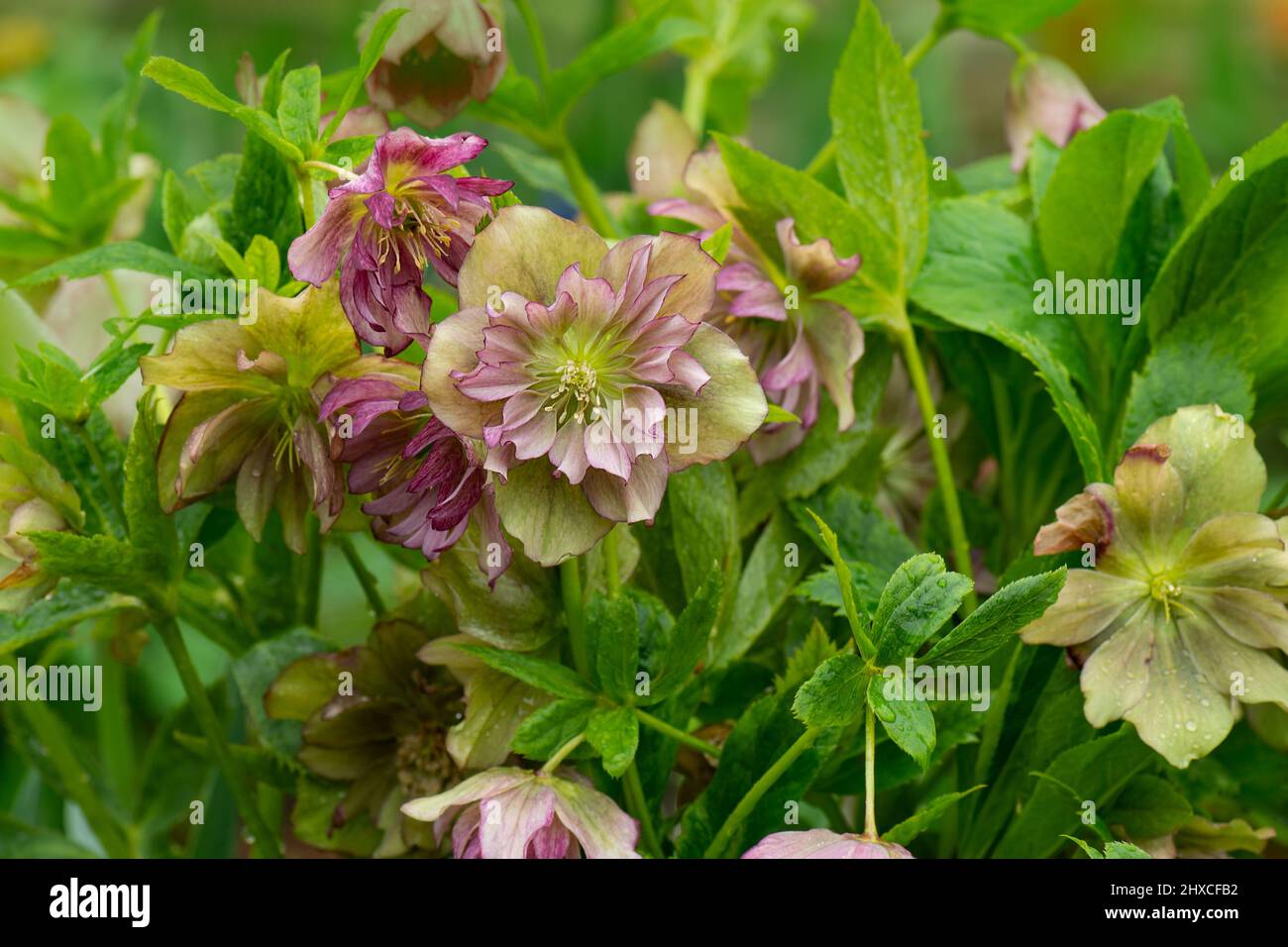 Double ellen picotee hi-res stock photography and images - Alamy