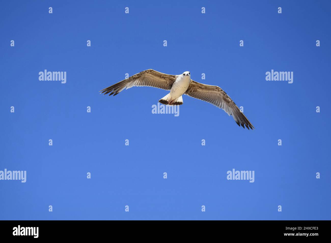 Large white seagull soars in the crystal blue sky and looking at the ...