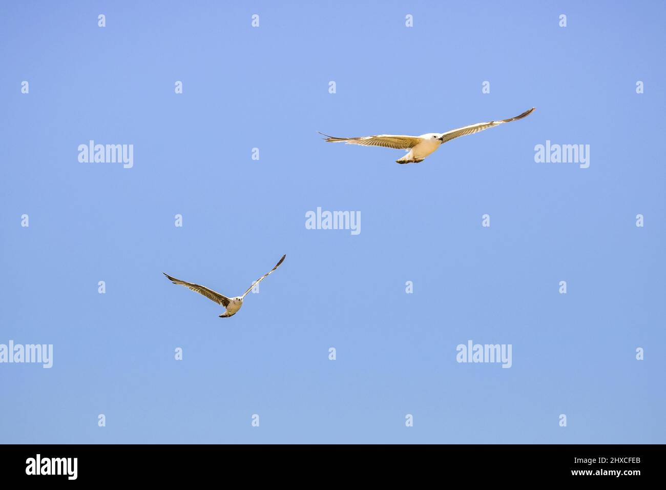 Two great white seagulls flies in clear sky, freedom in wildlife. Birds ...