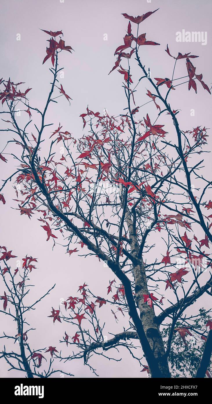 Ornamental maple hi-res stock photography and images - Alamy