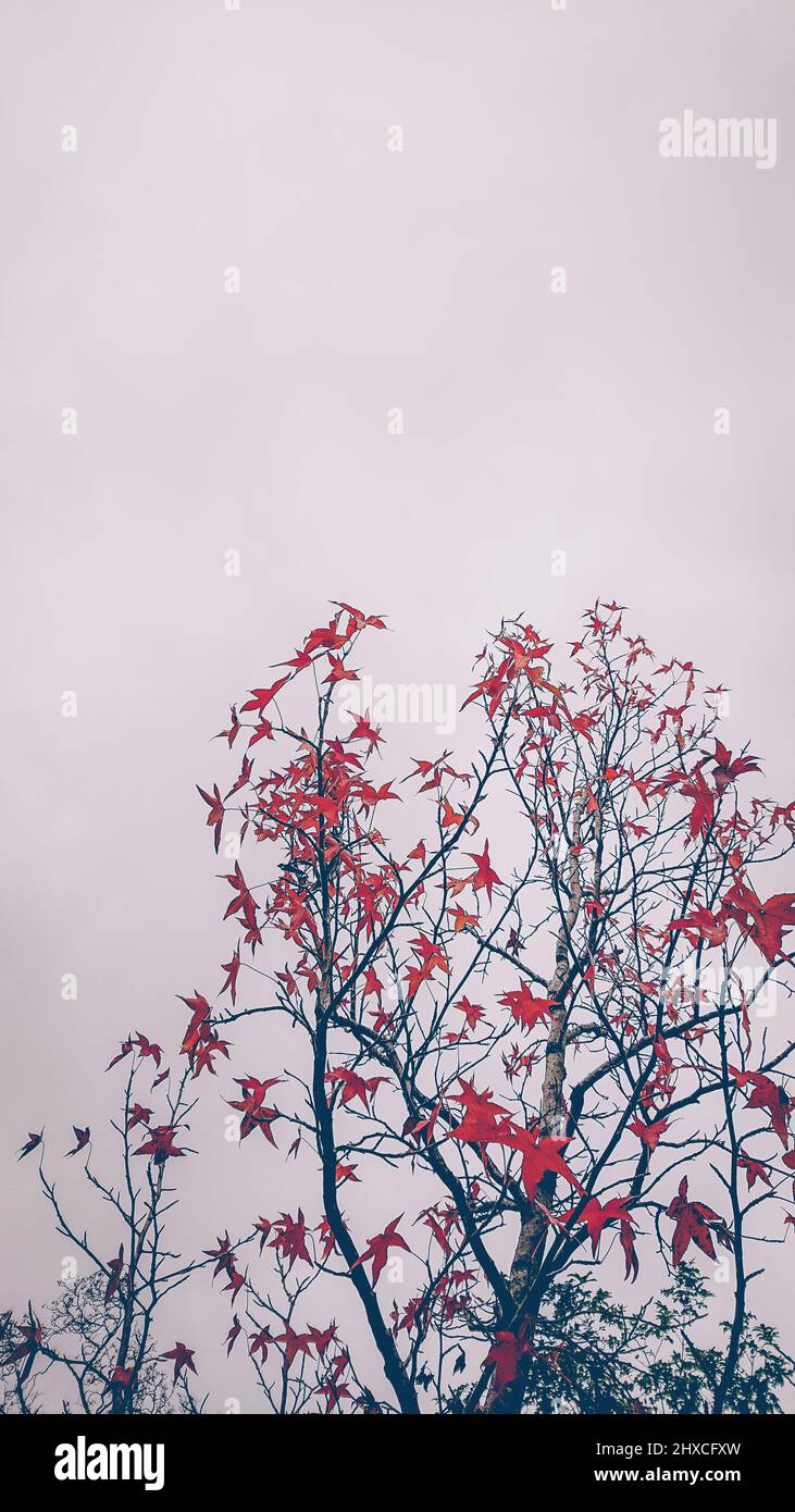 Ornamental maple hi-res stock photography and images - Alamy