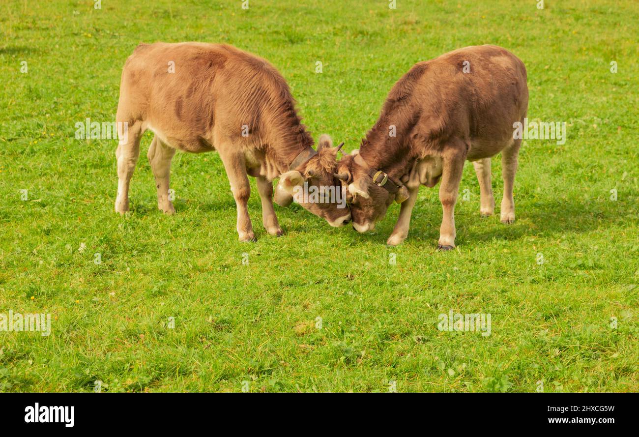 Calves play cow hi-res stock photography and images - Alamy