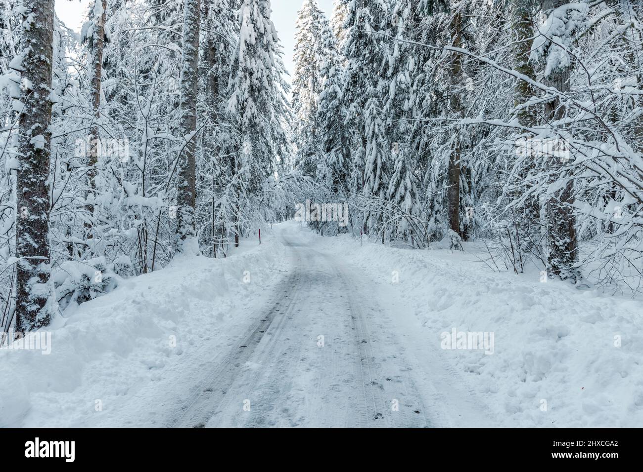 Respect the forest hi-res stock photography and images - Alamy