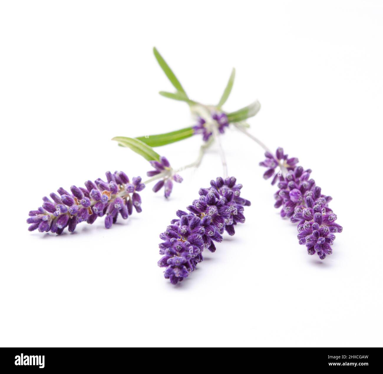 Parched flowers hi-res stock photography and images - Alamy