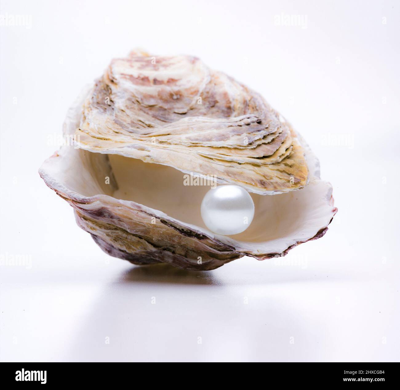 Pearl in oyster shell hi-res stock photography and images - Alamy