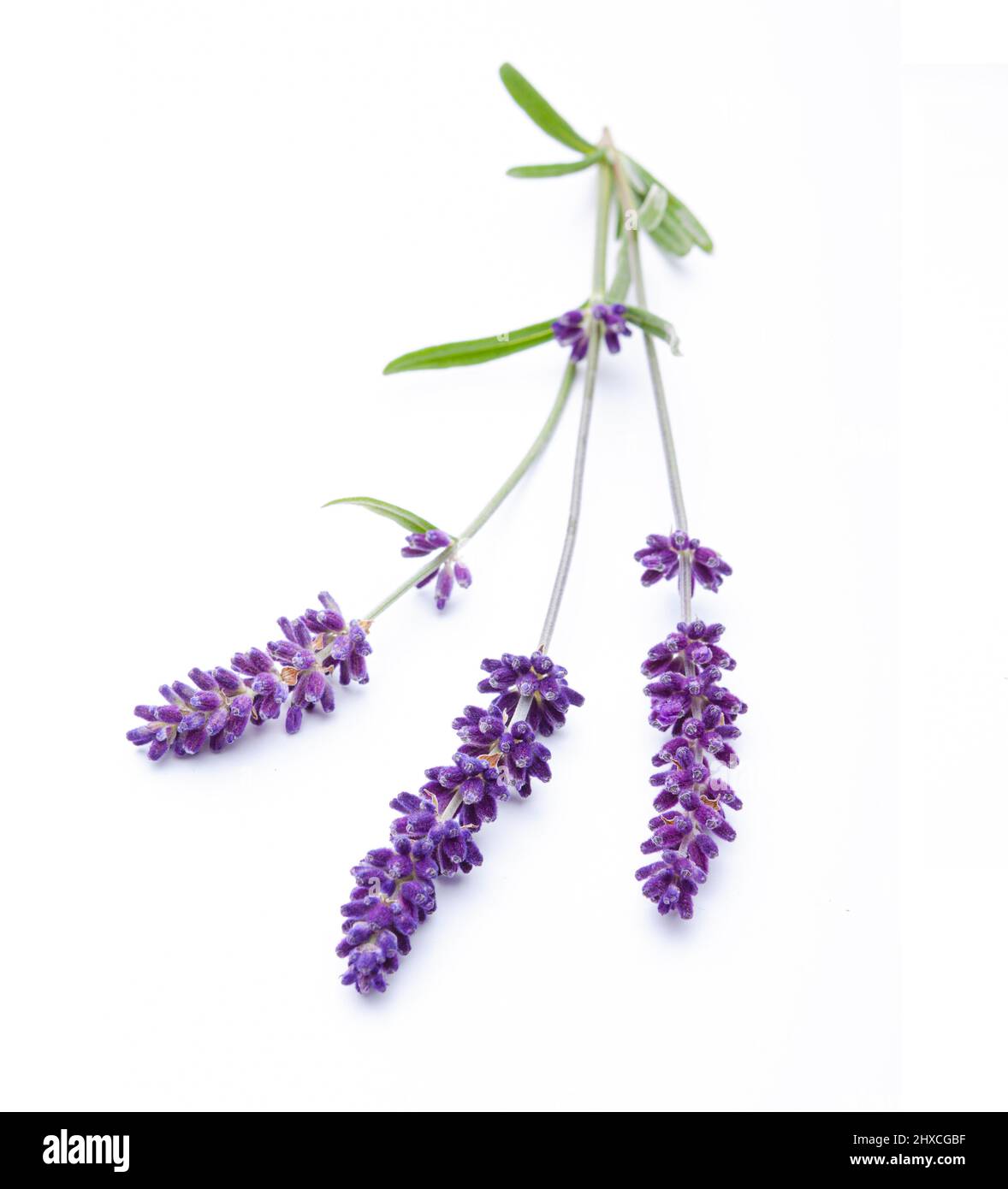 Lavender therapy Cut Out Stock Images & Pictures - Alamy
