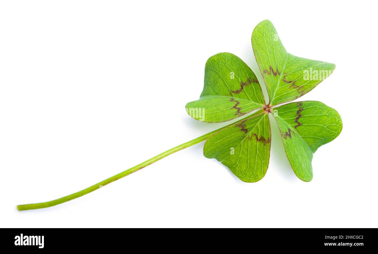 Four leaf clover hi-res stock photography and images - Alamy