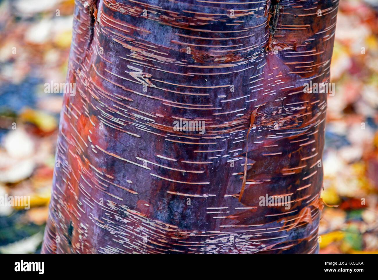Prunus serrula, called birch bark cherry, birchbark cherry, paperbark ...