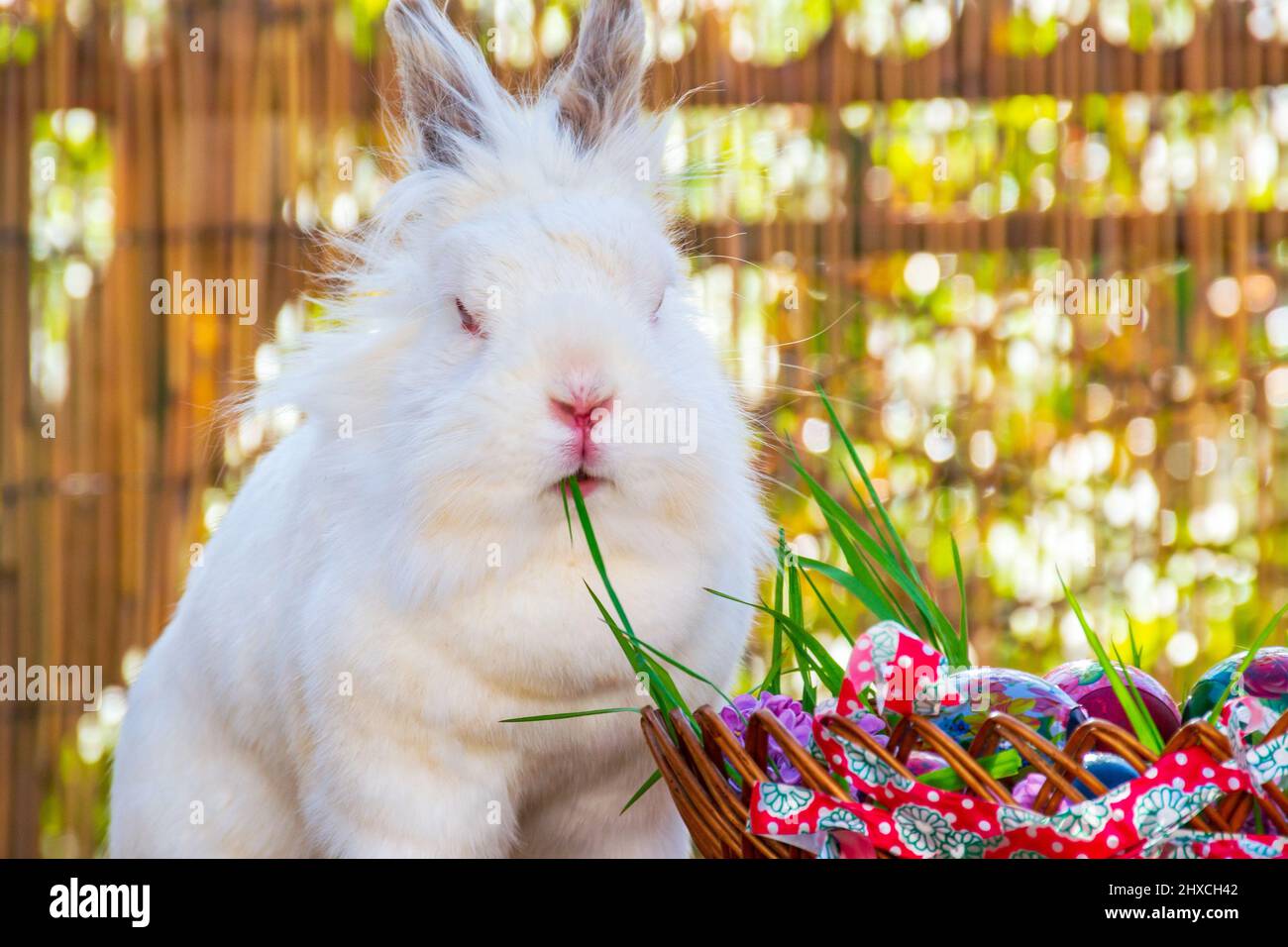 White bunny eating grass from basket full of Easter eggs Stock Photo ...