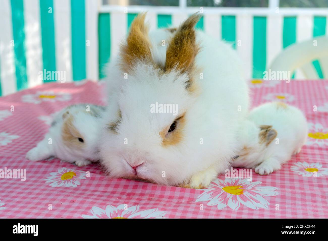 Baby bunnies hi-res stock photography and images - Alamy