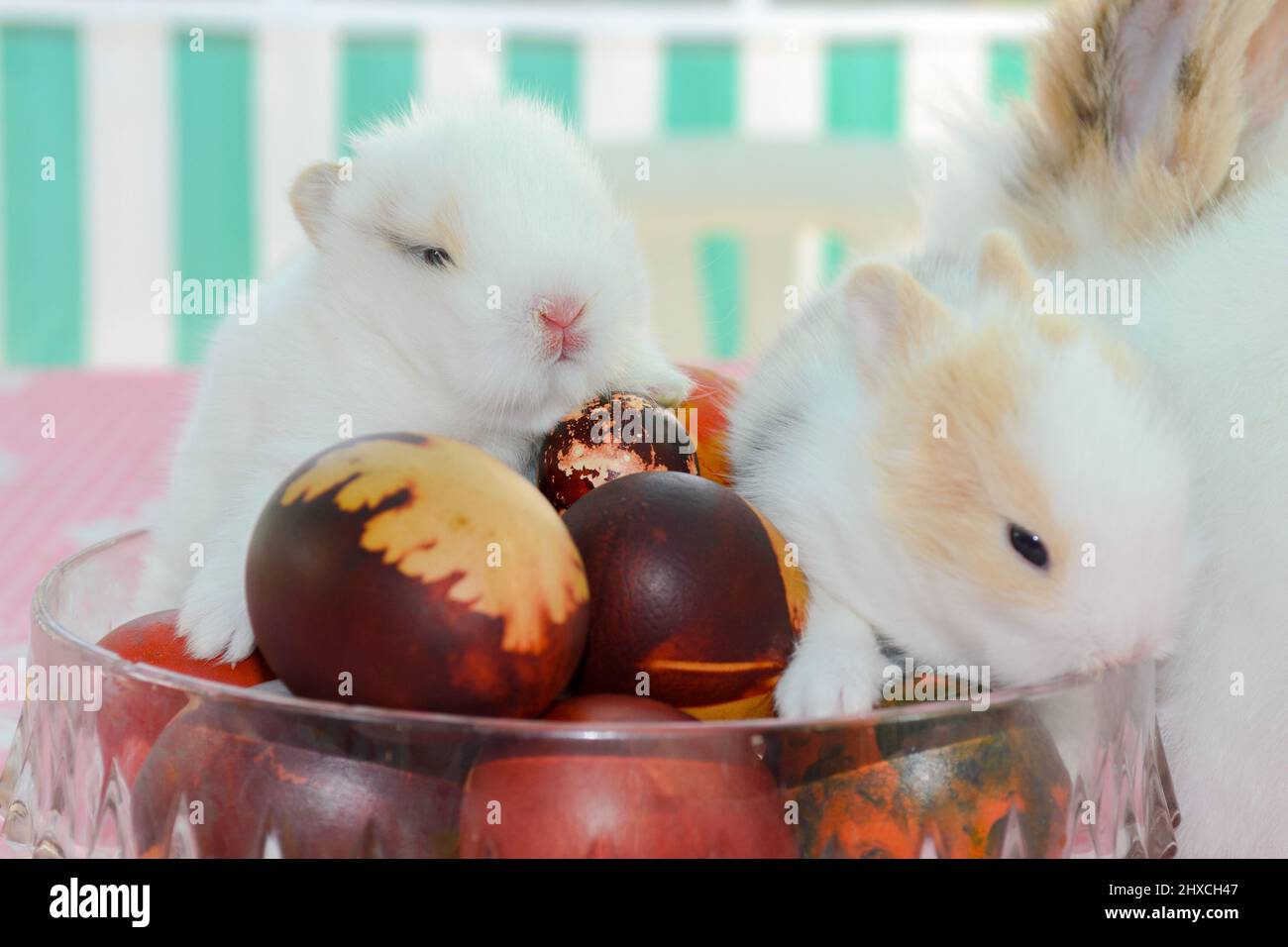 Baby bunnies hi-res stock photography and images - Alamy