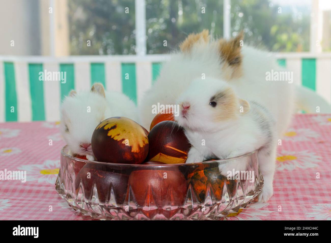 Baby bunnies hi-res stock photography and images - Alamy