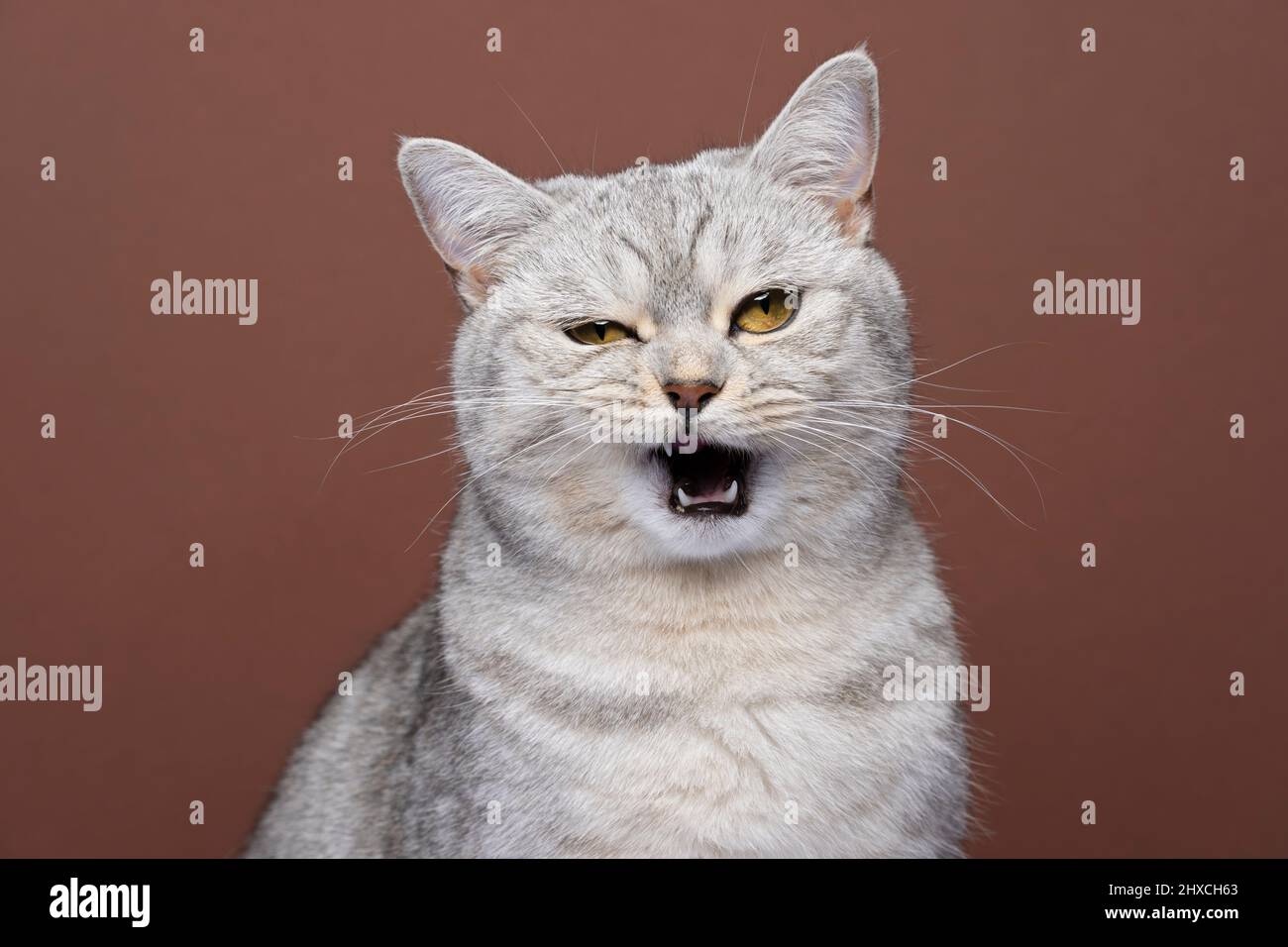 fluffy angry cat with mouth open portrait on brown background meowing ...