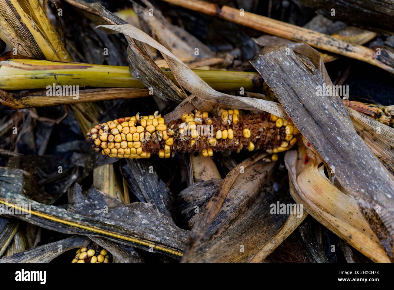 Corn on the cob eaten by animals in an unharvested maize field in ...