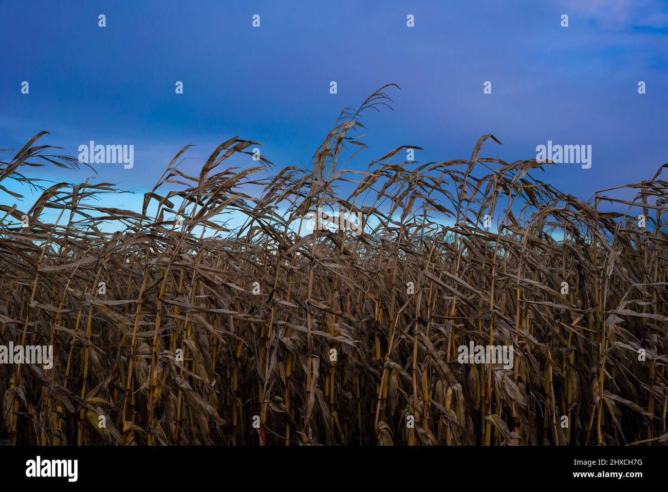 Maize field with unharvested maize plants in winter in Germany Stock ...